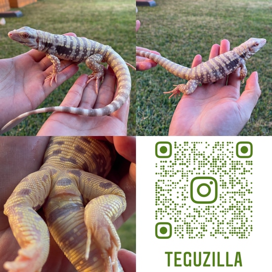 Albino Ultra Purple Ice Tegu Other Tegus by Serpent Americano