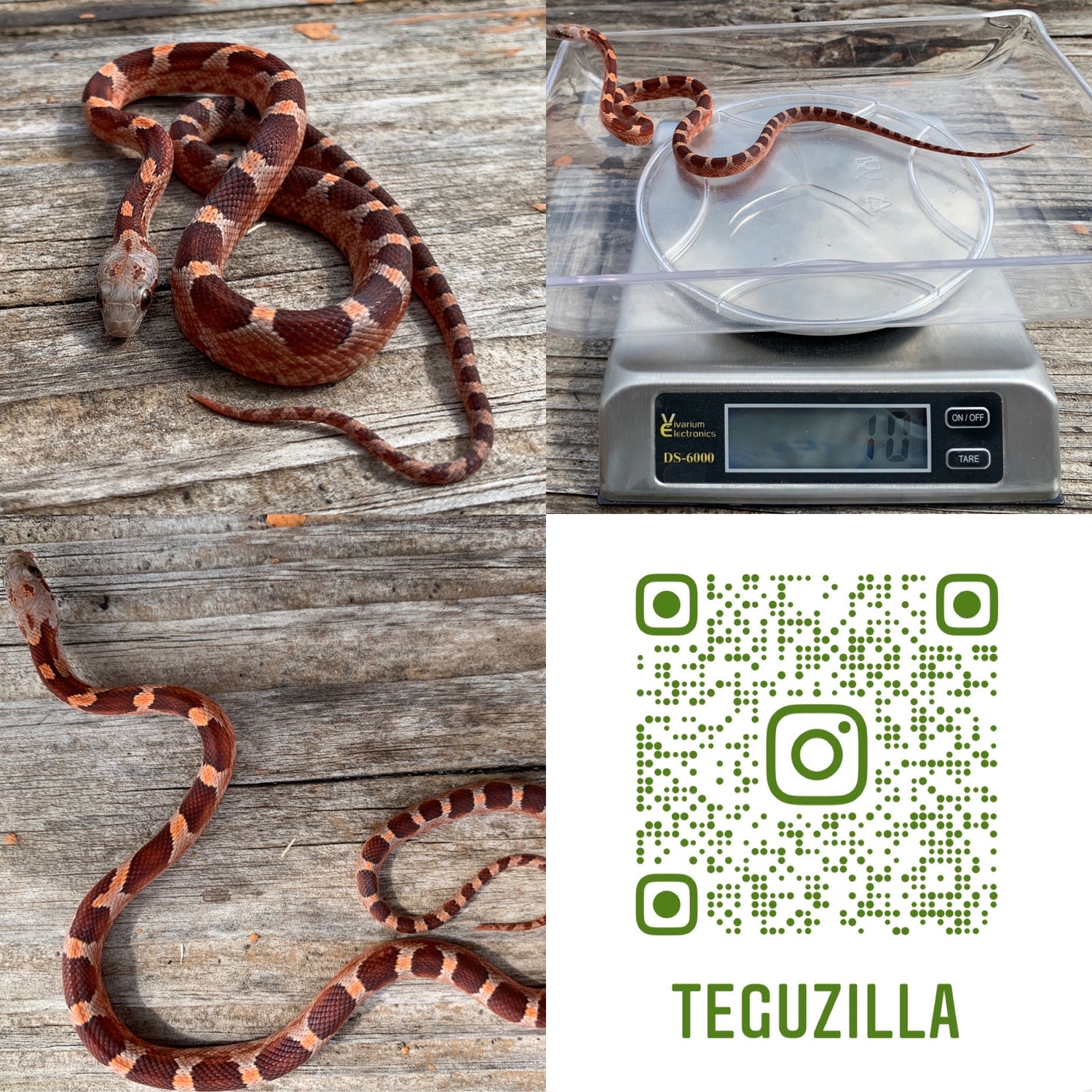 Blood Red Pied Sided Corn Snake by @TeguZilla - MorphMarket