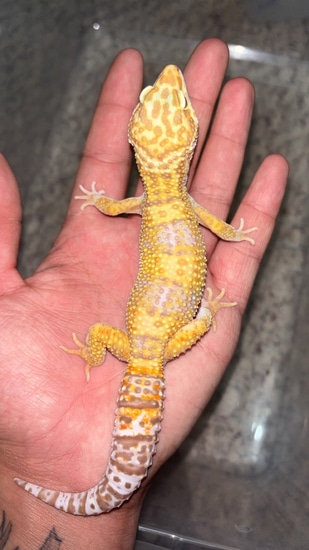Tremper Albino Het Murphys Patternless 50%Het Eclipse Leopard Gecko by ...