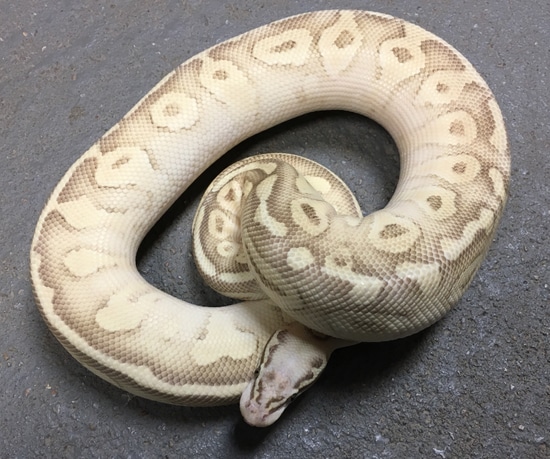 Super Pastel Butter Fire Ball Python by Supernova Reptiles