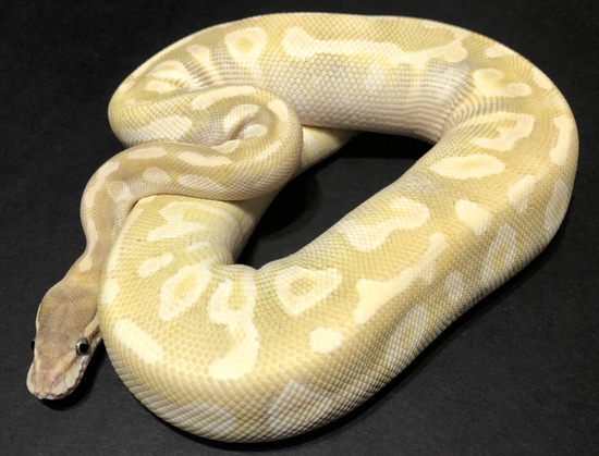 Crystal Ball Python by Supernova Reptiles