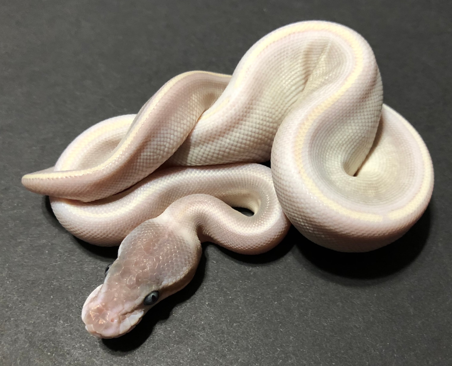Blackhead Passion Pos Trick Pos Yellowbelly Ball Python by Supernova ...