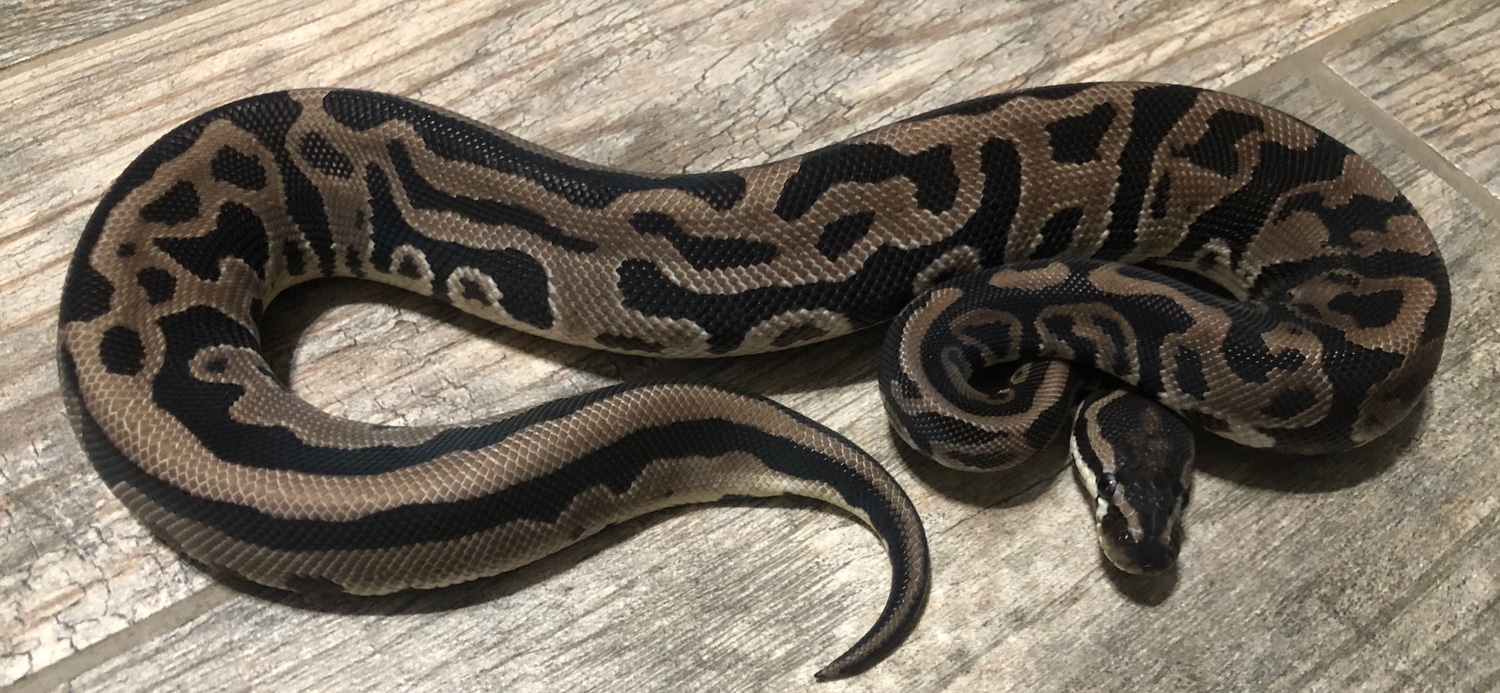 VPI Axanthic Leopard Ph Pied Ball Python by Supernova Reptiles ...