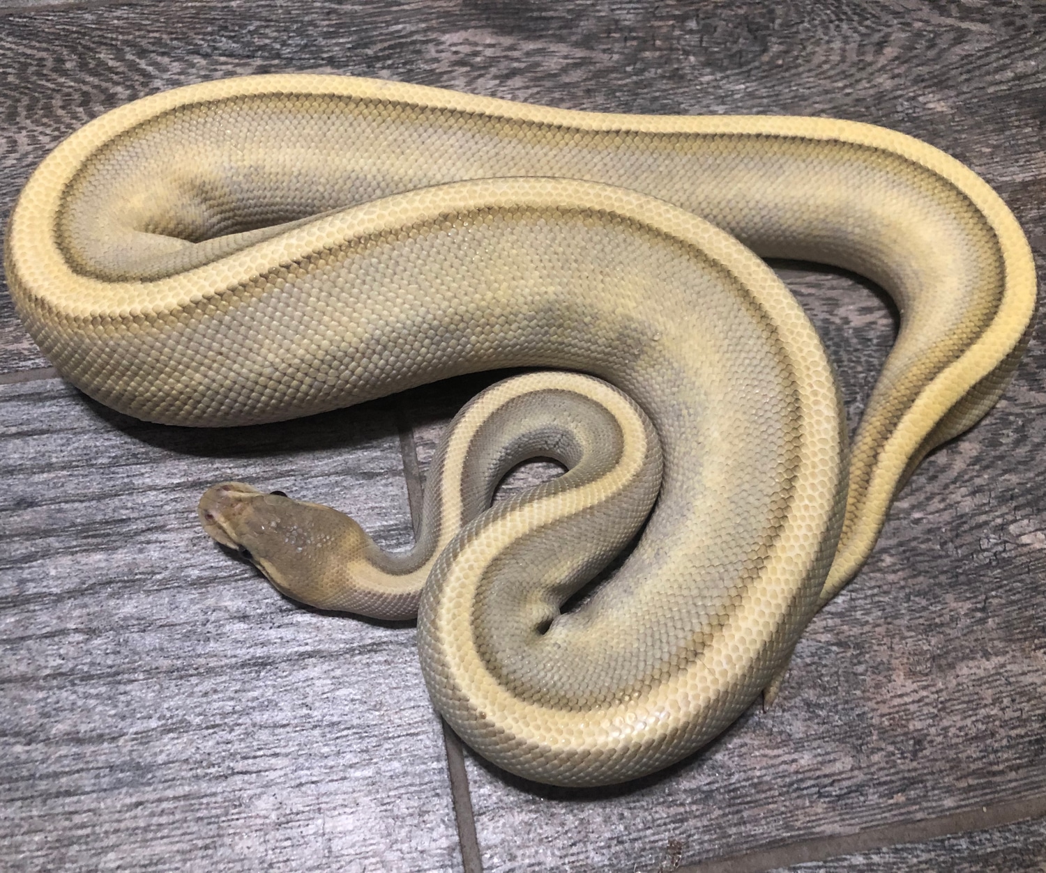 Hypo Lesser Genetic Stripe Pos YB Ball Python by Supernova Reptiles ...