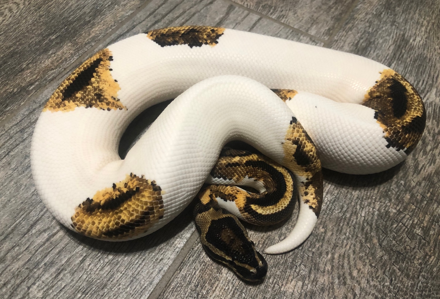 Yellowbelly Pied 100% Het Lavender Ball Python by Supernova Reptiles ...