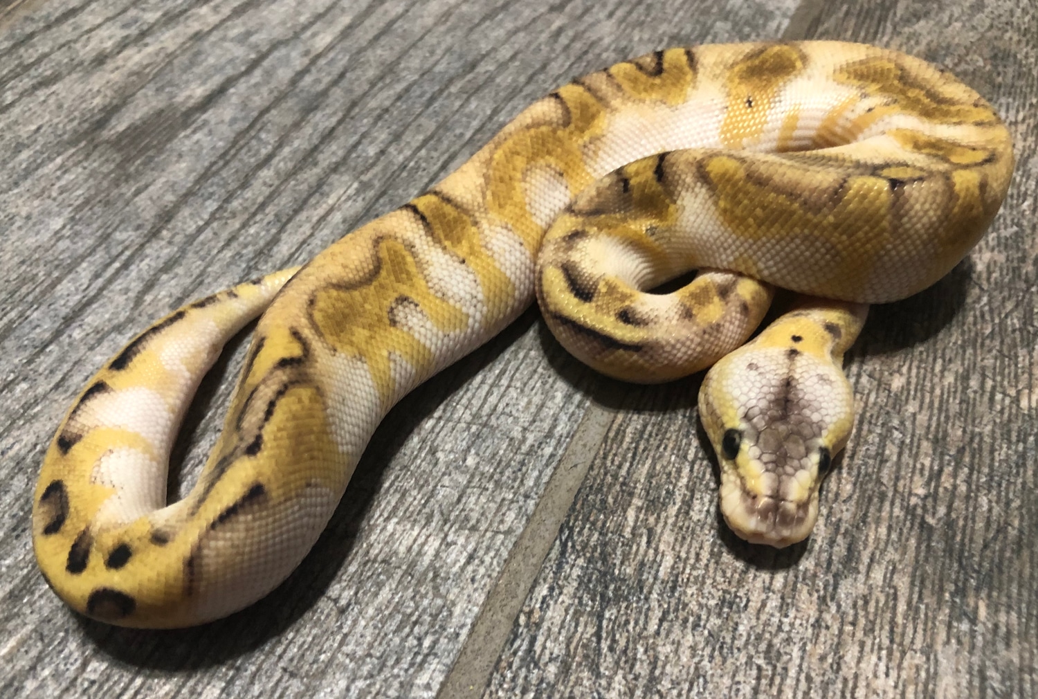 Pastel Enchi Leopard Champagne 100% Het Hypo 50% Het Pied Ball Python ...