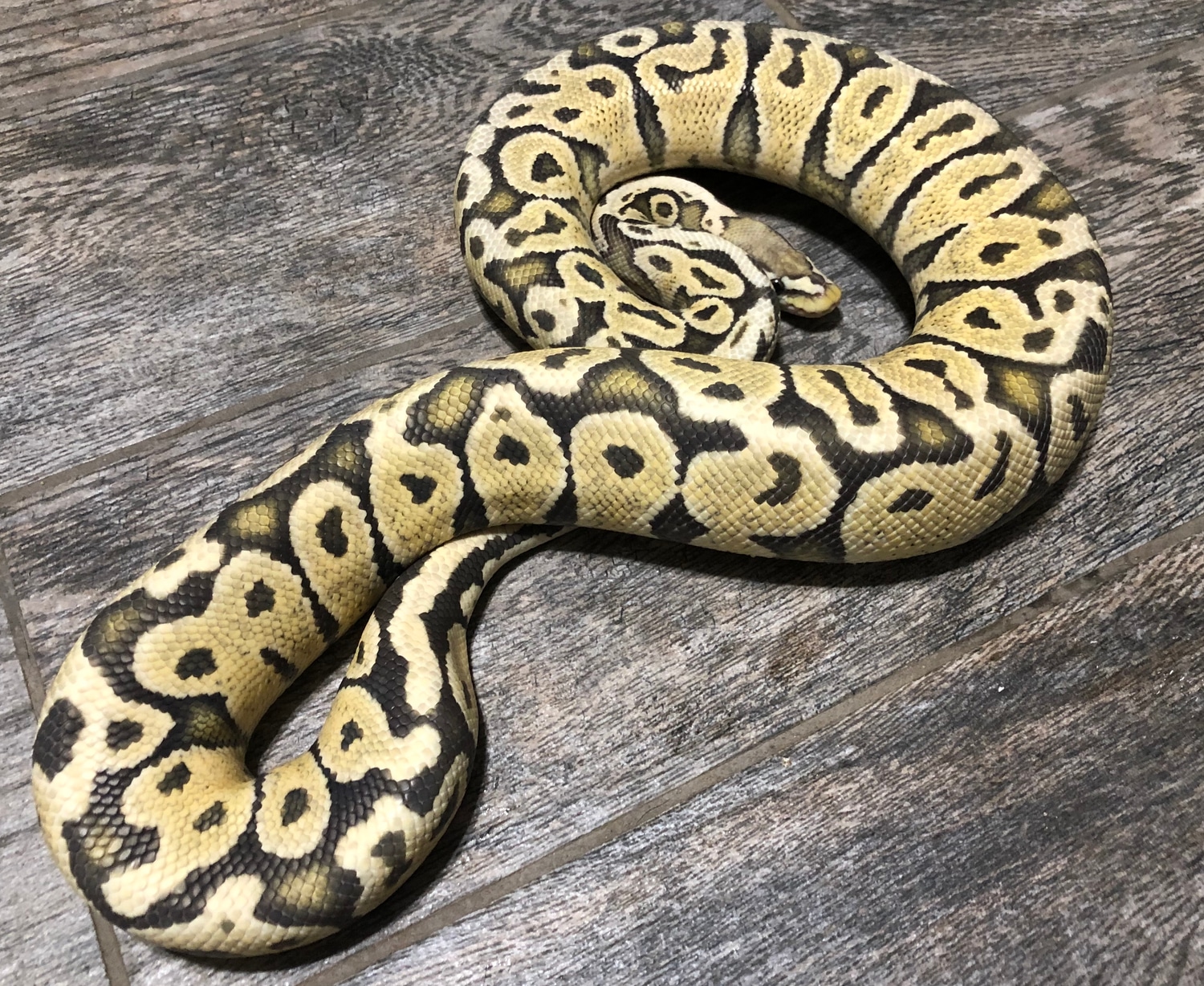 Hypo Pastel Vanilla Ball Python by Supernova Reptiles - MorphMarket