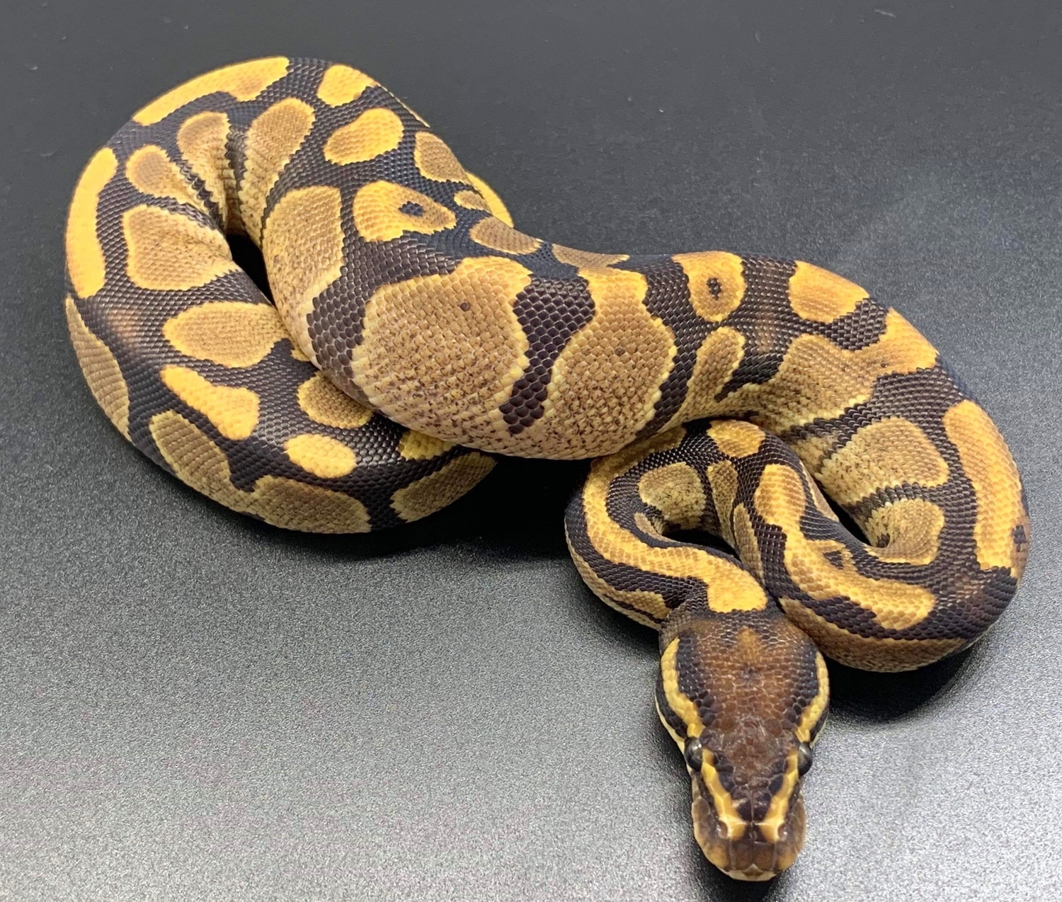 Fire 100% Het Hypo 66% Het Desert Ghost Ball Python by Supernova ...