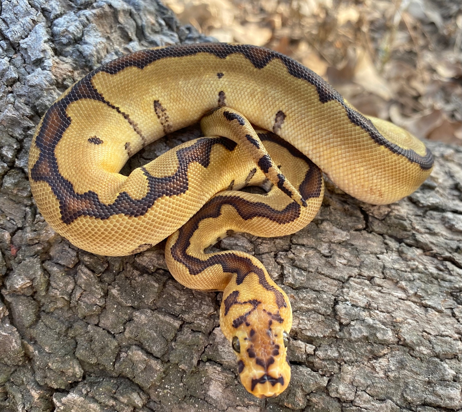 Woma Blade Clown Ball Python by Supernova Reptiles - MorphMarket