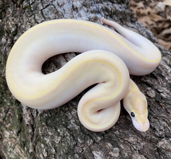 Banana Ivory Possible Super OD Enchi Ph Pied Ball Python by Supernova ...