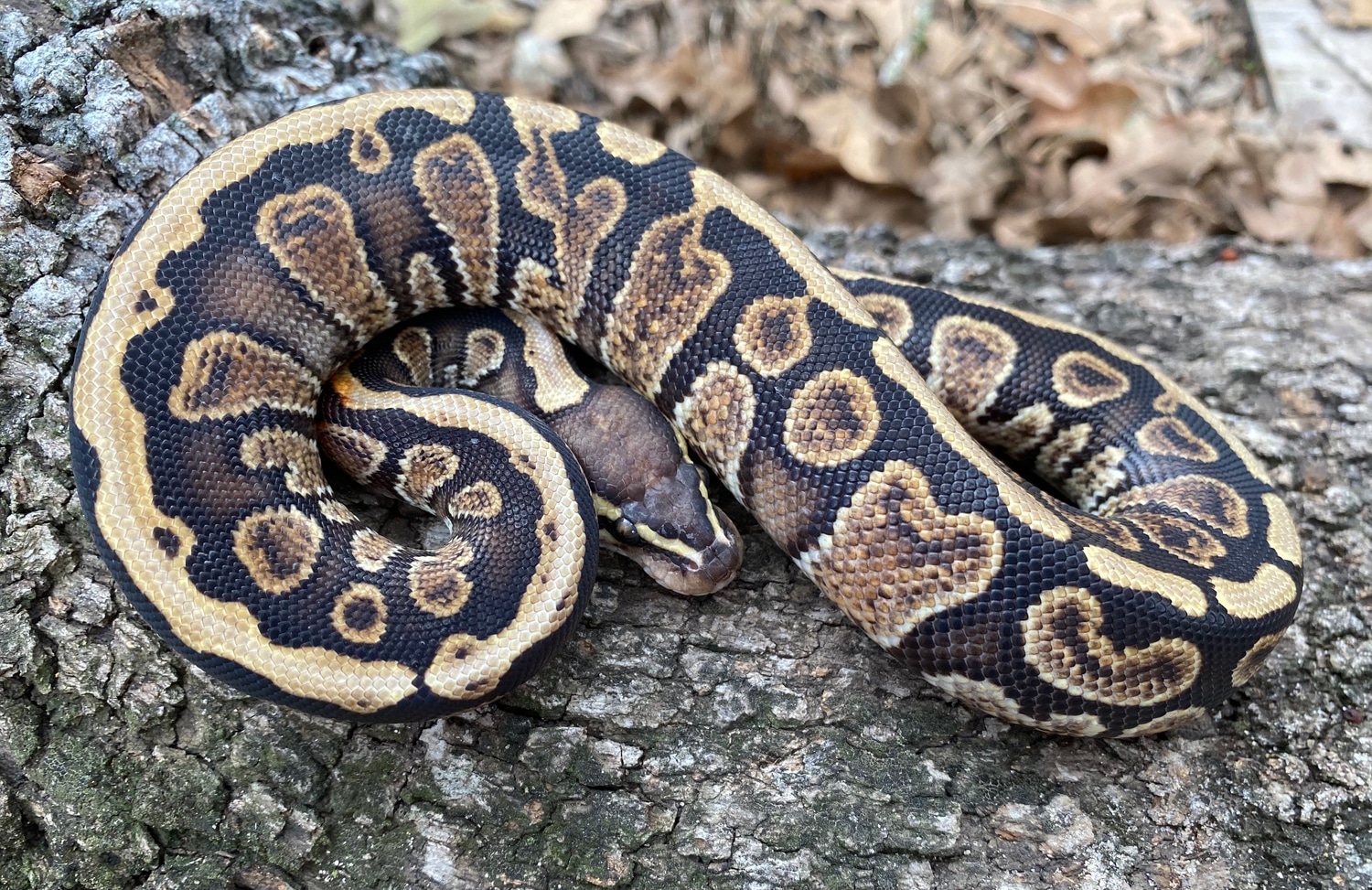 GHI Spotnose Ball Python by Supernova Reptiles - MorphMarket