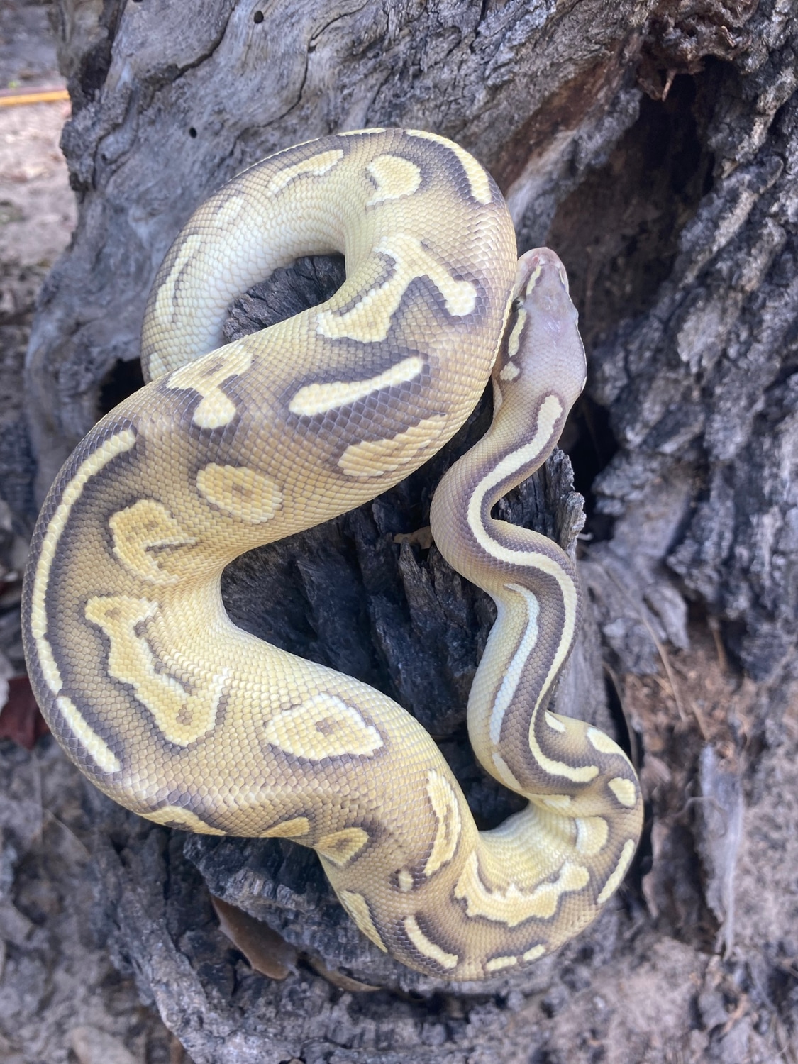 Hypo Pastel Butter Blackhead Ball Python by Supernova Reptiles ...