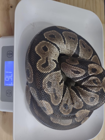 Normal Proven Breeder Ball Python by Gibsons Exotics