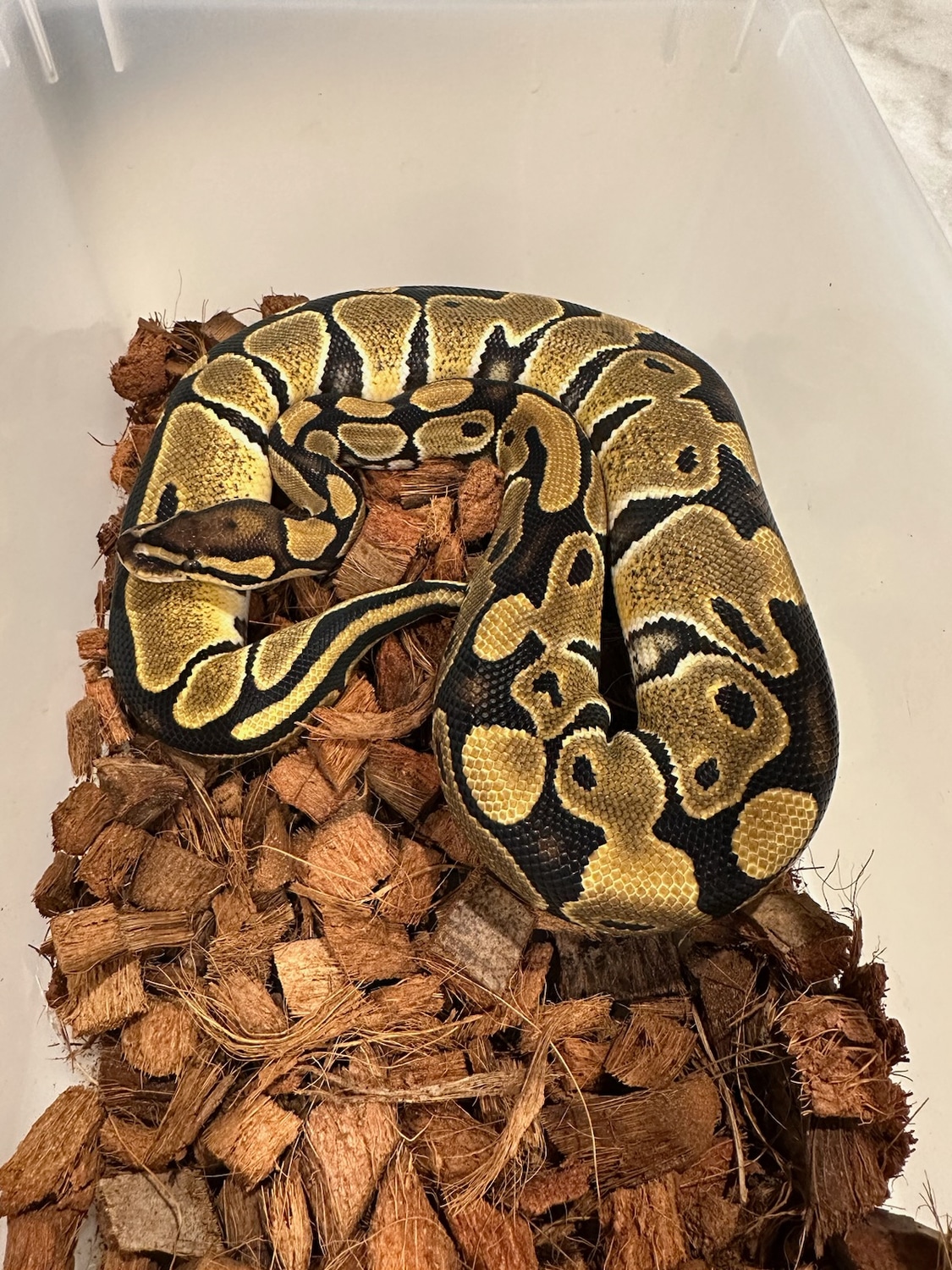 Female, DH VPI Axanthic Clown Ball Python by SuperStar Ball Pythons ...