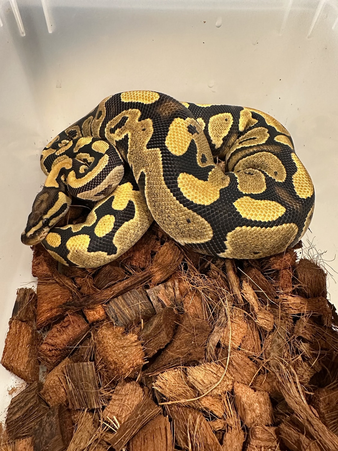 Male, Fire DH Clown Pied Ball Python by SuperStar Ball Pythons ...