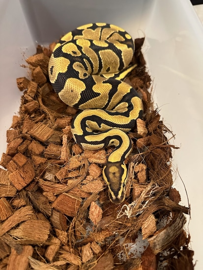 Female, Fire DH Clown Pied Ball Python by SuperStar Ball Pythons