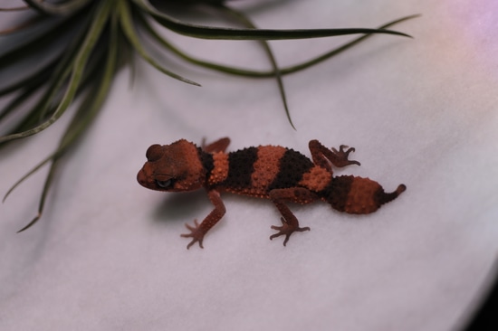 Nephrurus Wheeleri Cinctus Knob-Tailed Gecko by Super Yamori
