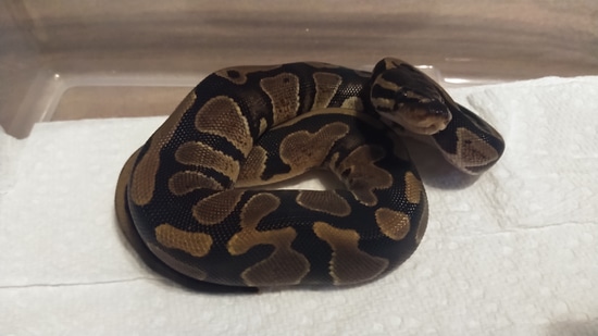 Normal Het Pied Ball Python by Suppa's Ball Pythons & Exotics