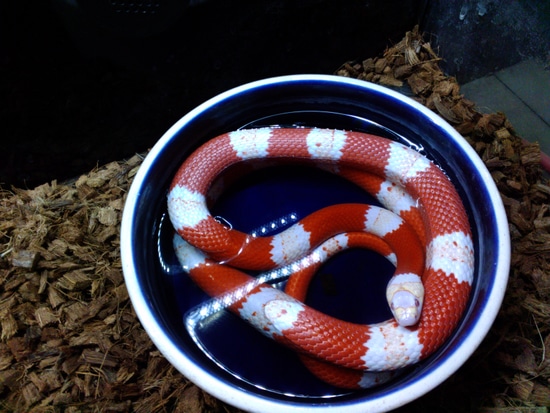 Cb21 Albino Honduran Milkshake Honduran Milk Snake by Supreme Animal Foods