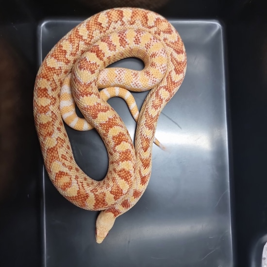 C.b 2021 Albino Bull Snake Bullsnake by Supreme Animal Foods