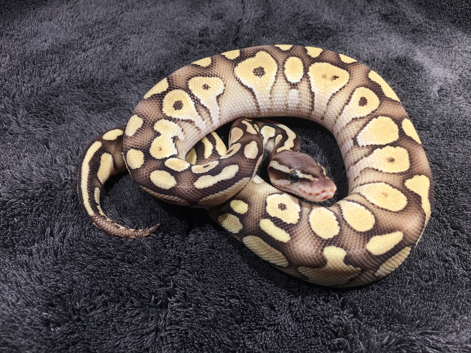 Pastel Lesser Orange Dream Ball Python by Supremeballpythons - MorphMarket