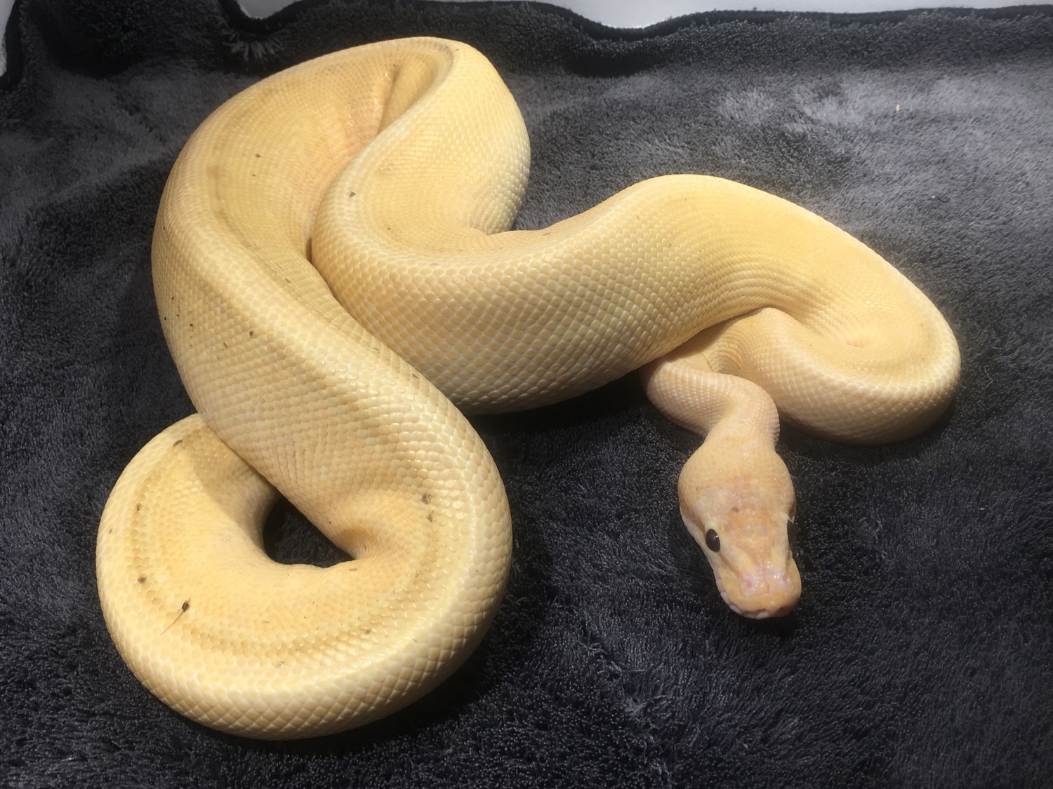 Banana Genetic Stripe Ball Python by Supremeballpythons - MorphMarket
