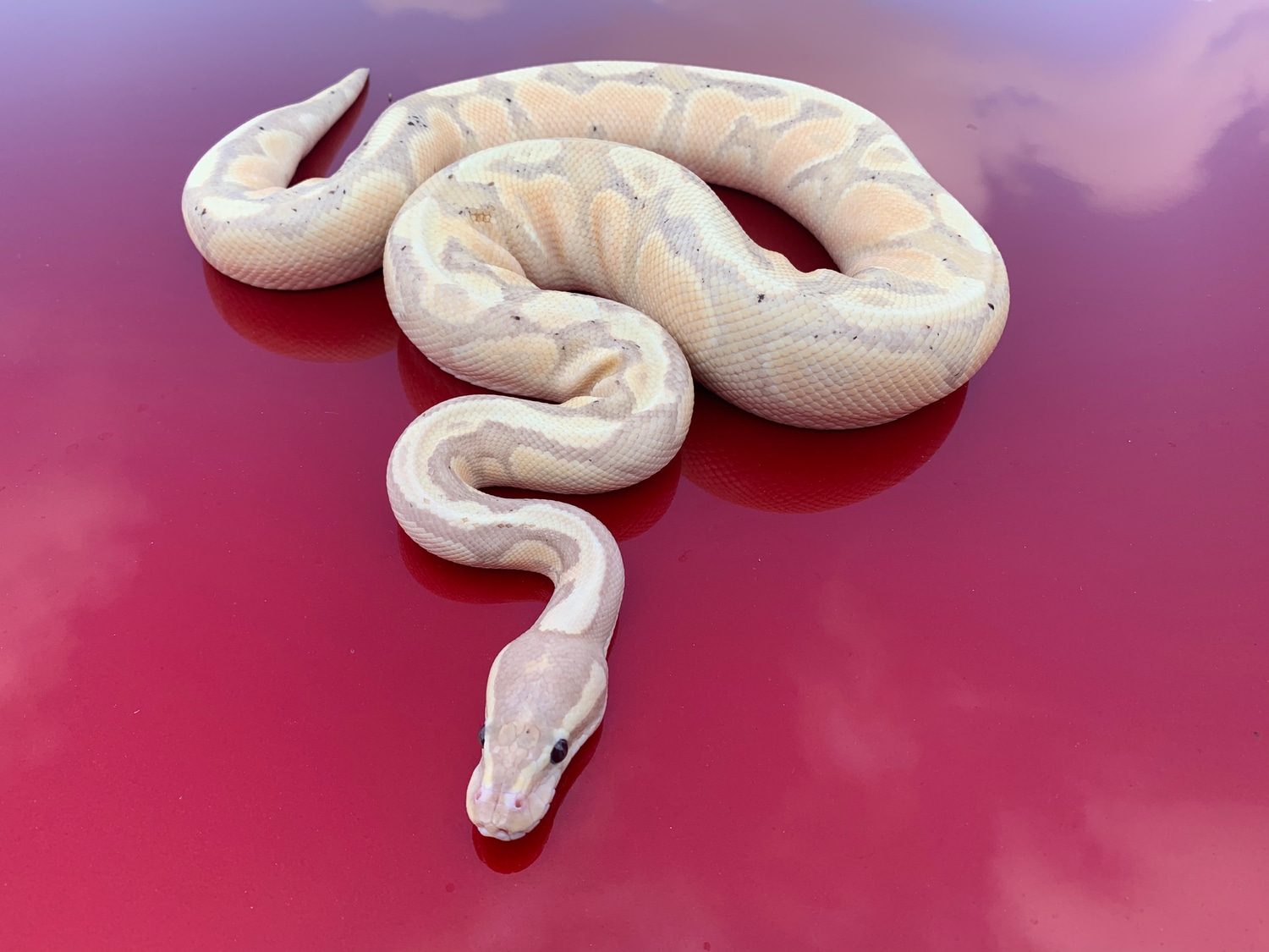 Banana Fire Ball Python by Supremeballpythons - MorphMarket