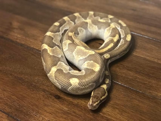 Desert Lesser Enchi Ball Python by Supremeballpythons