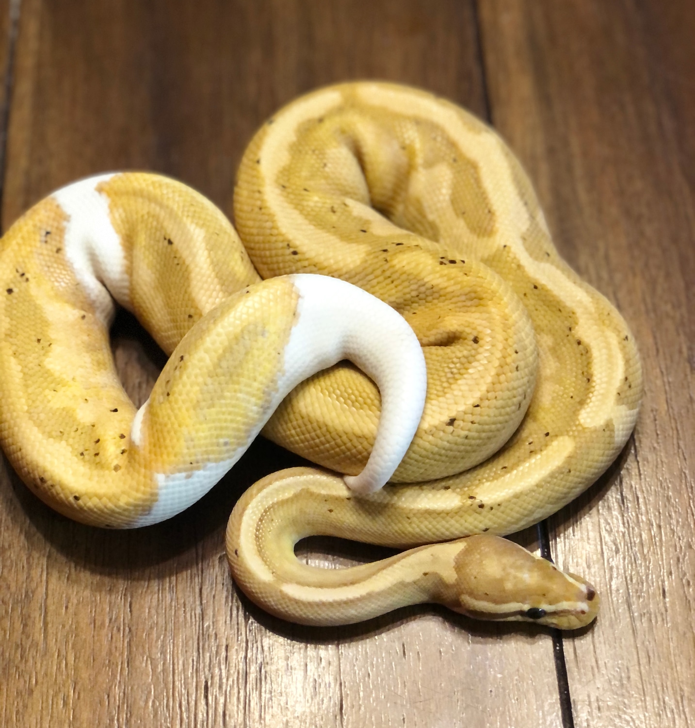 Free Shipping Banana Pied Ball Python by Supremeballpythons - MorphMarket