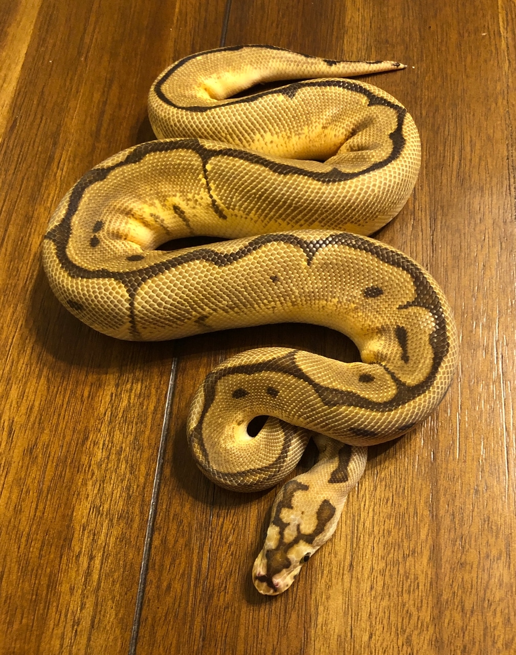 Spider Clown Ball Python by Supremeballpythons - MorphMarket