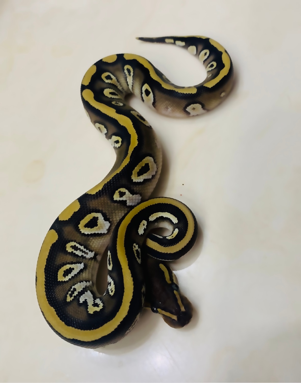 Chocolate Mojave Het Clown Ball Python by Supremeballpythons - MorphMarket