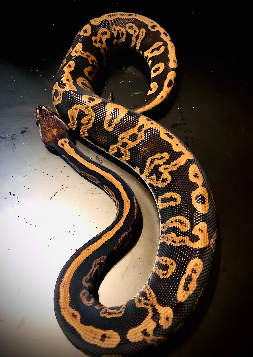 Black Pastel Acid Ball Python by Supremeballpythons - MorphMarket