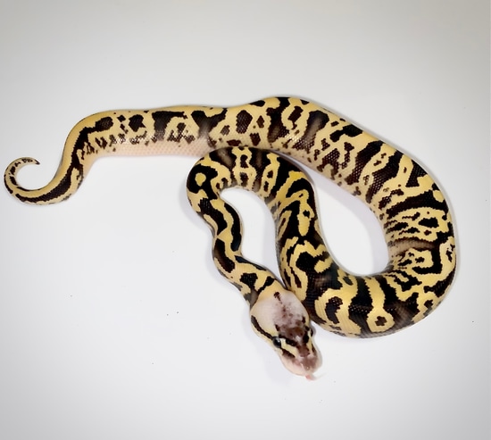 Leopard Pastel Mahogany Yellow Belly Fire Ball Python by Supremeballpythons