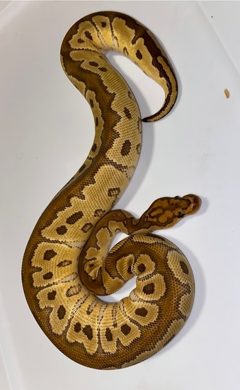 Special Clown Ball Python by Supremeballpythons