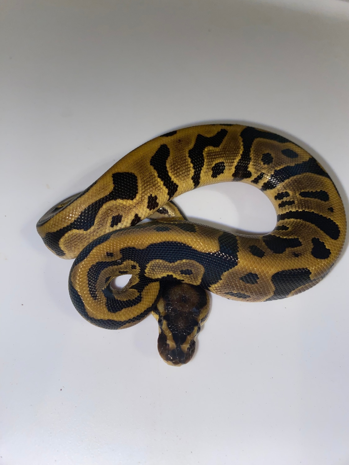 Leopard Het Vpi Axantic 50 Het Pied Ball Python by Supremeballpythons ...
