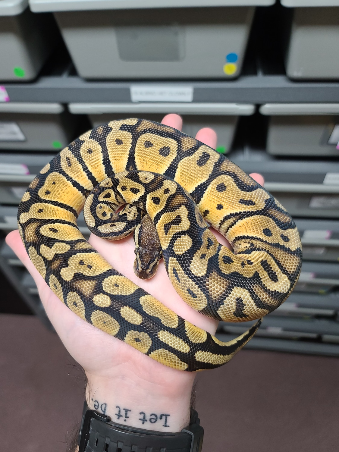 Orange Dream Pastel Ball Python by Morph Mechanics - MorphMarket