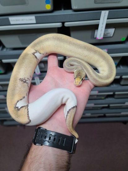 Fire Cinnamon Mimosa 50% Het Pied Ball Python by Morph Mechanics