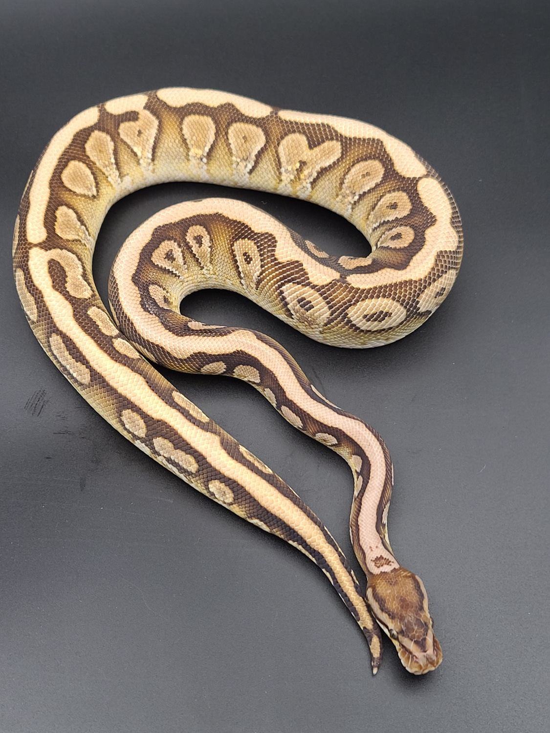 HGW Super Stripe Ball Python by Morph Mechanics - MorphMarket
