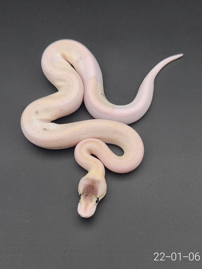 Champagne Pastel Lesser Cinnamon Or GHI Ball Python by Morph Mechanics