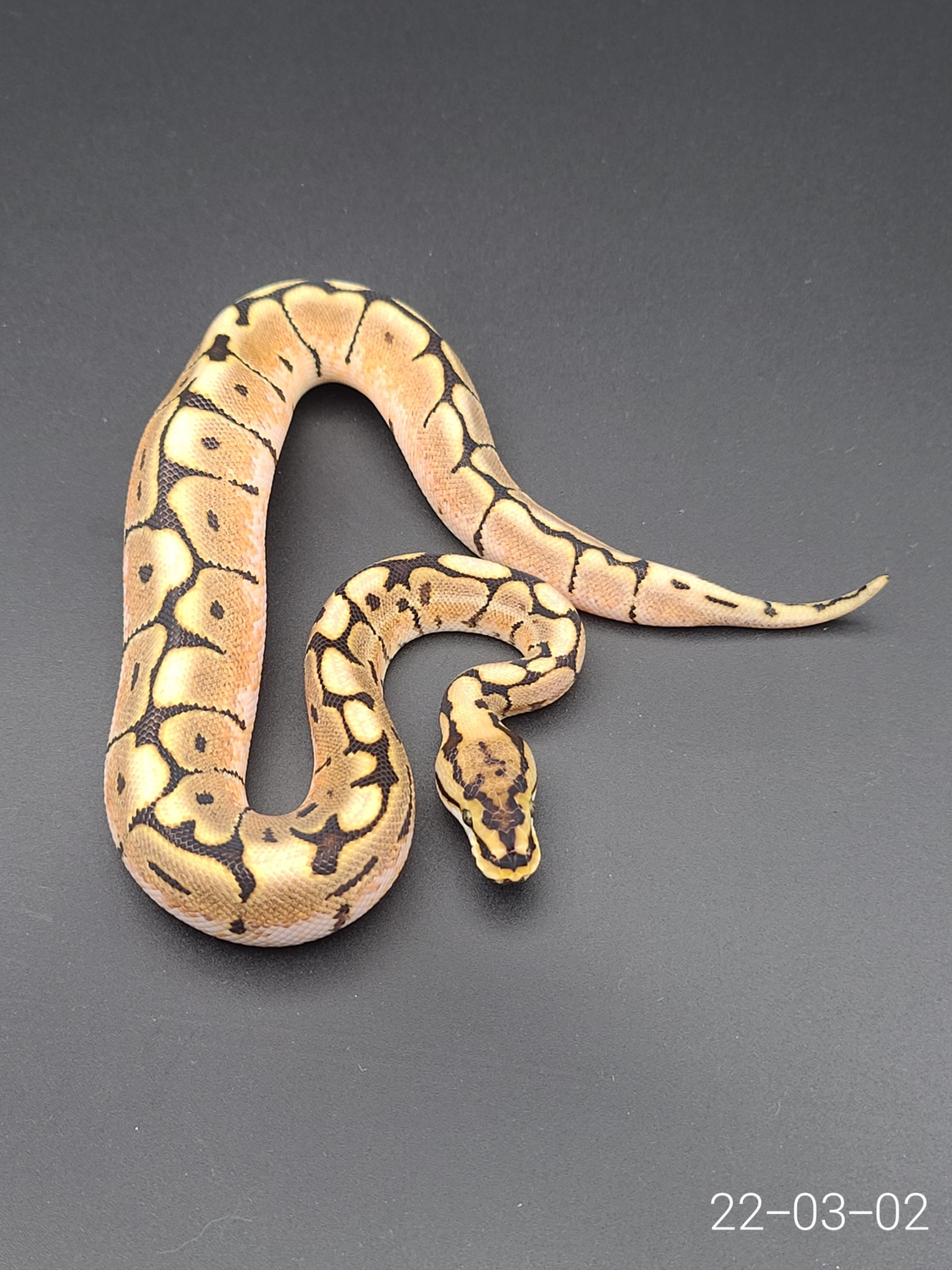 Special Spider Het Clown Ball Python by Morph Mechanics - MorphMarket
