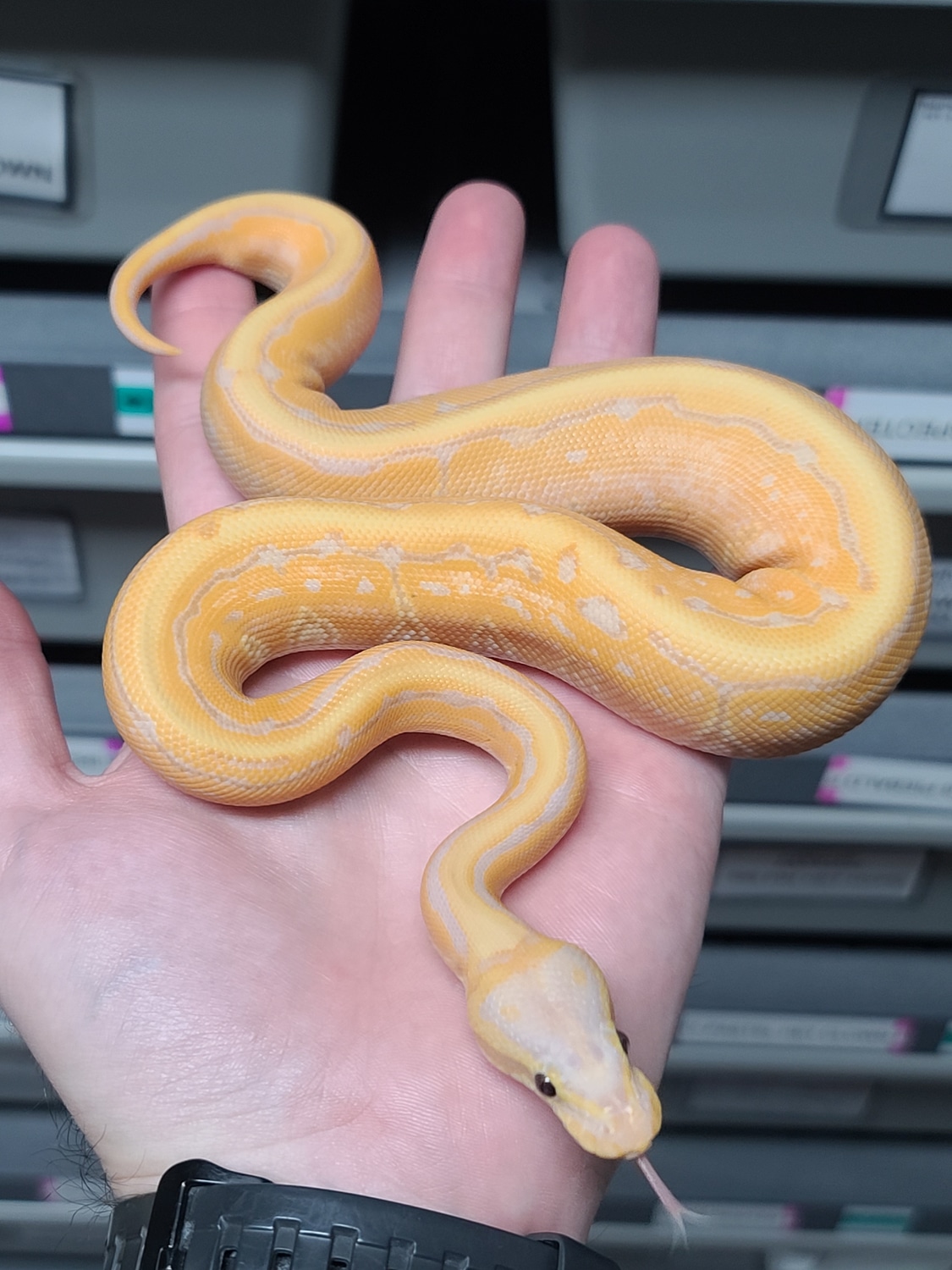Banana Black Pastel Enchi Pin (Volta) Ball Python by Morph Mechanics ...