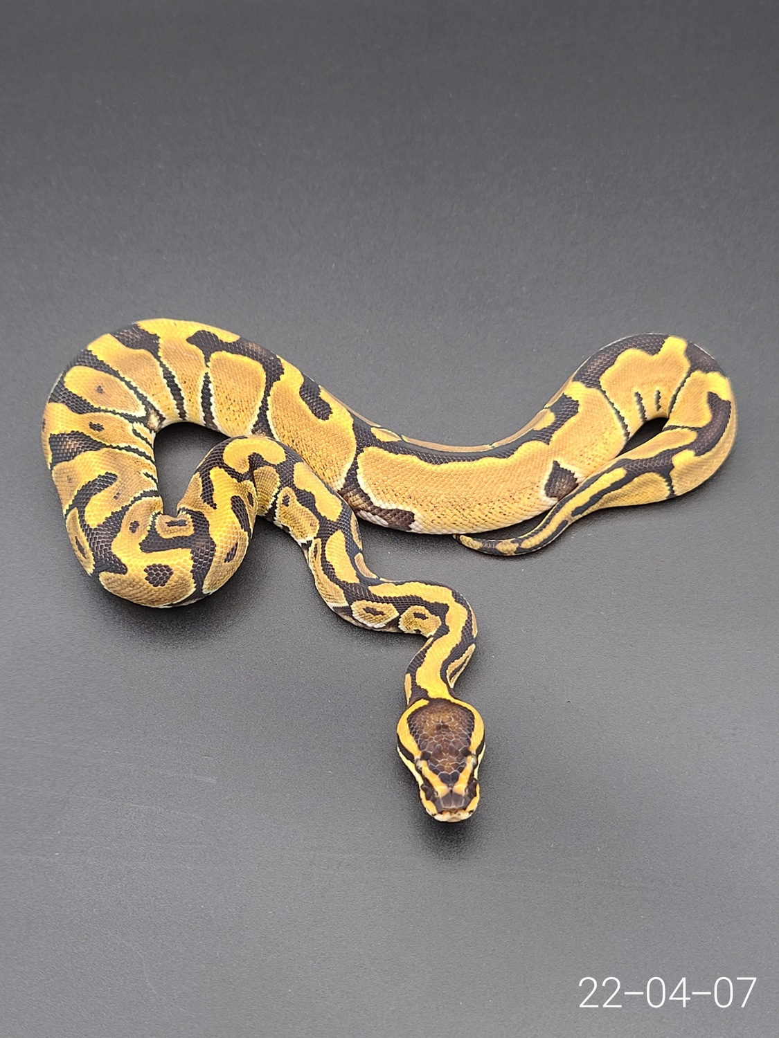 Enchi (Volta) Ball Python by Morph Mechanics - MorphMarket