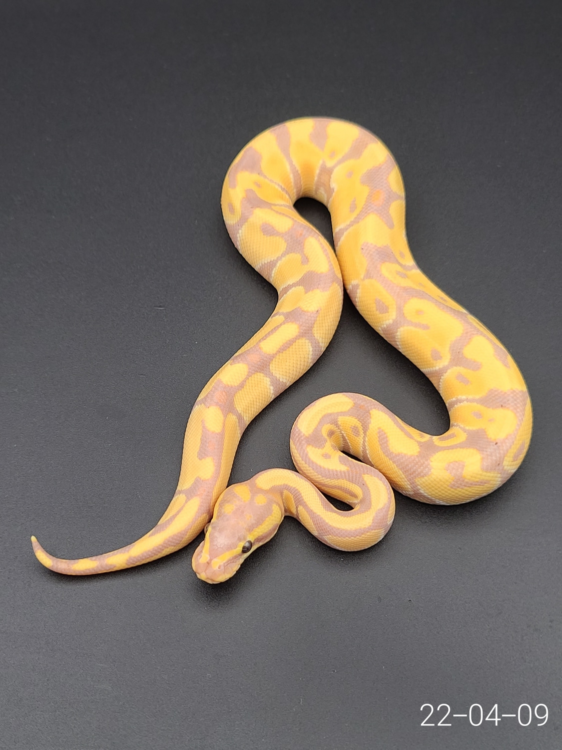 Banana Pastel Enchi (Volta) Ball Python by Morph Mechanics - MorphMarket