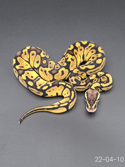 Pastel (Volta) Ball Python by Morph Mechanics