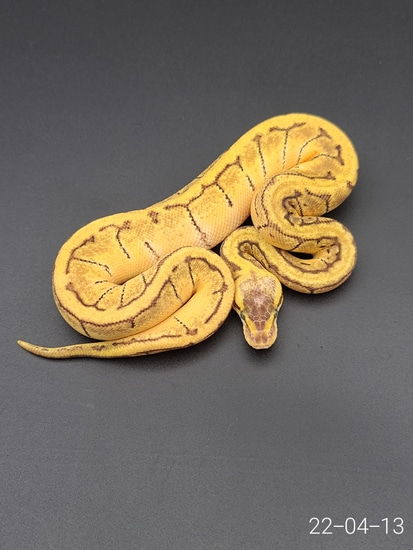Enchiblast (Volta) Ball Python by Morph Mechanics