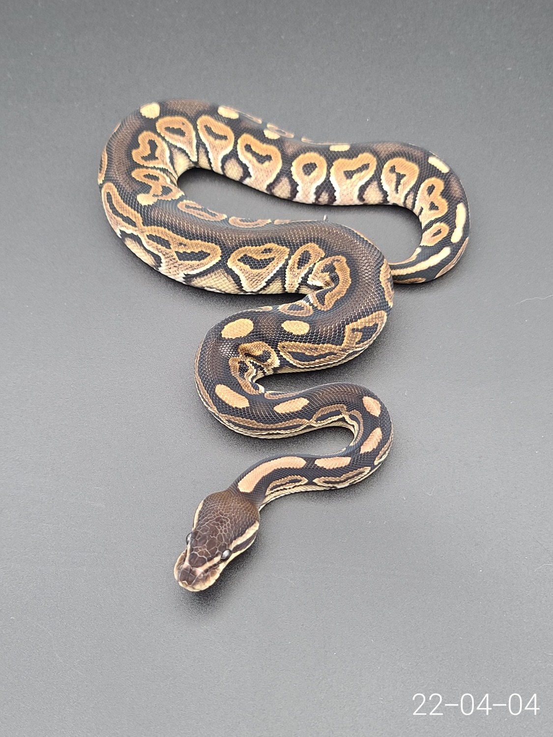 Black Pastel (Volta) Ball Python by Morph Mechanics - MorphMarket