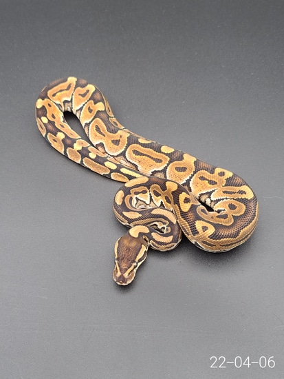 Black Pastel Enchi (Volta) Ball Python by Morph Mechanics