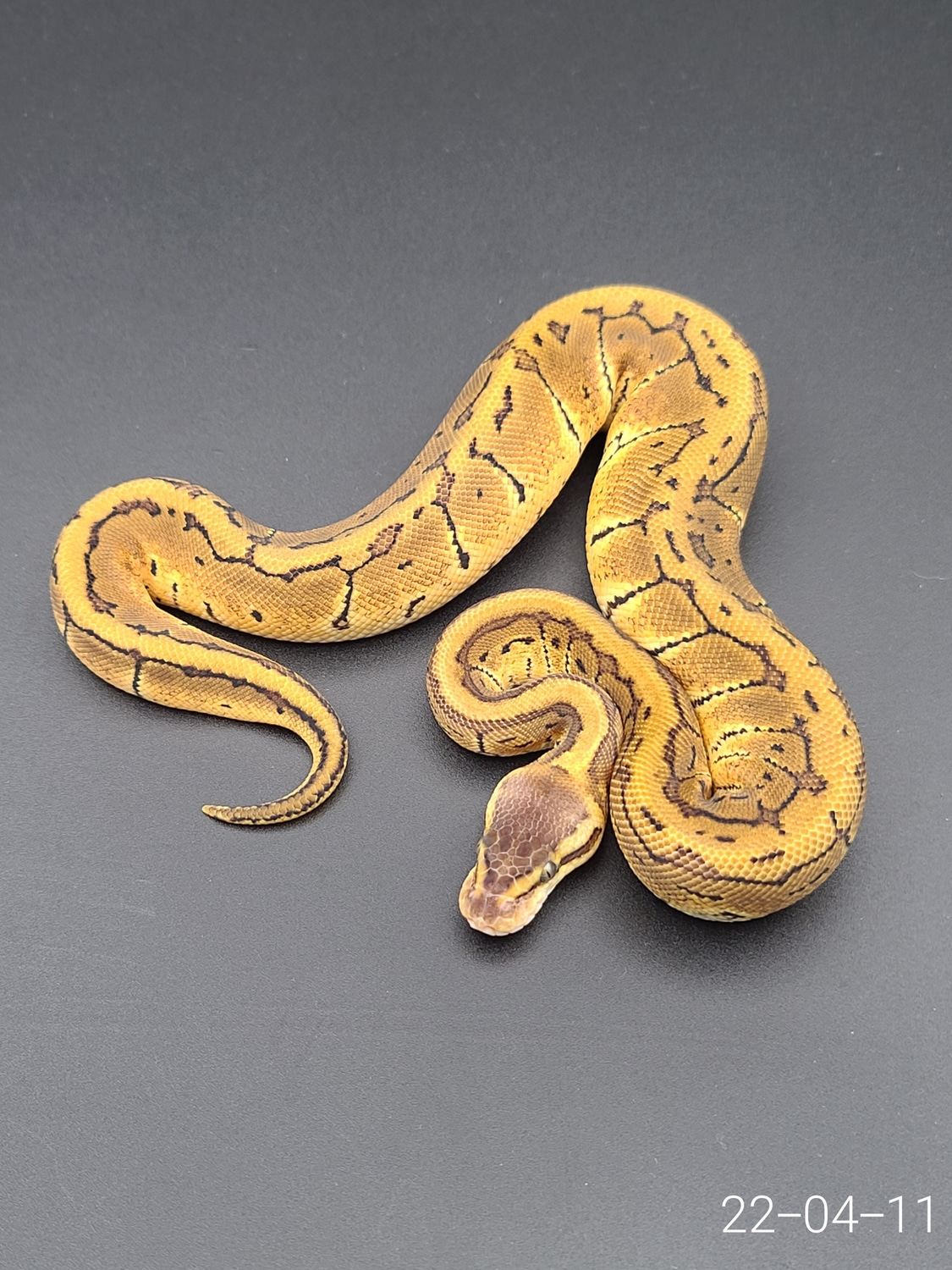 Lemonblast (Volta) Ball Python by Morph Mechanics - MorphMarket