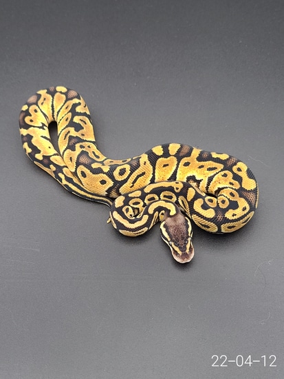 Pastel (Volta) Ball Python by Morph Mechanics