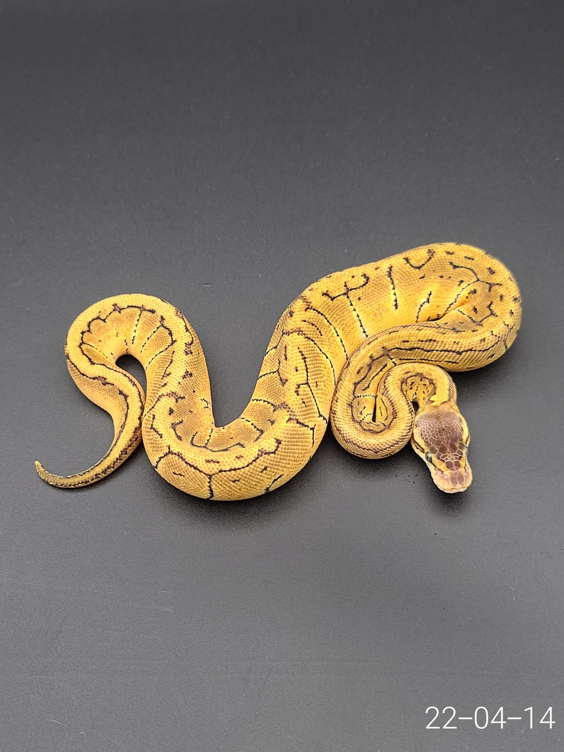Lemonblast (Volta) Ball Python by Morph Mechanics - MorphMarket